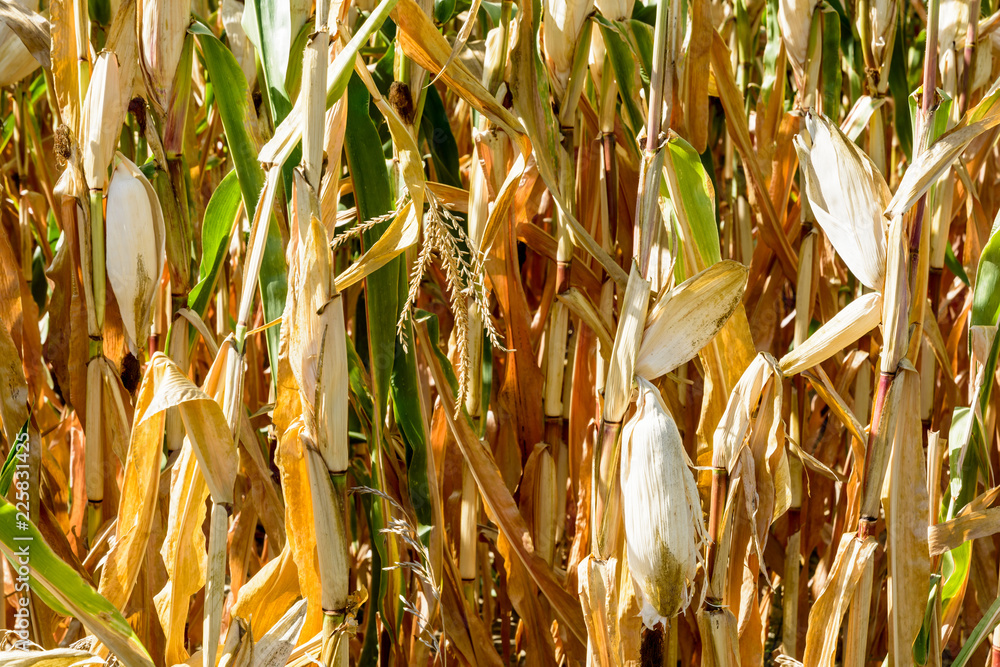 Corn crop suffering from drought. Close-up view of dry ears of corn in ...