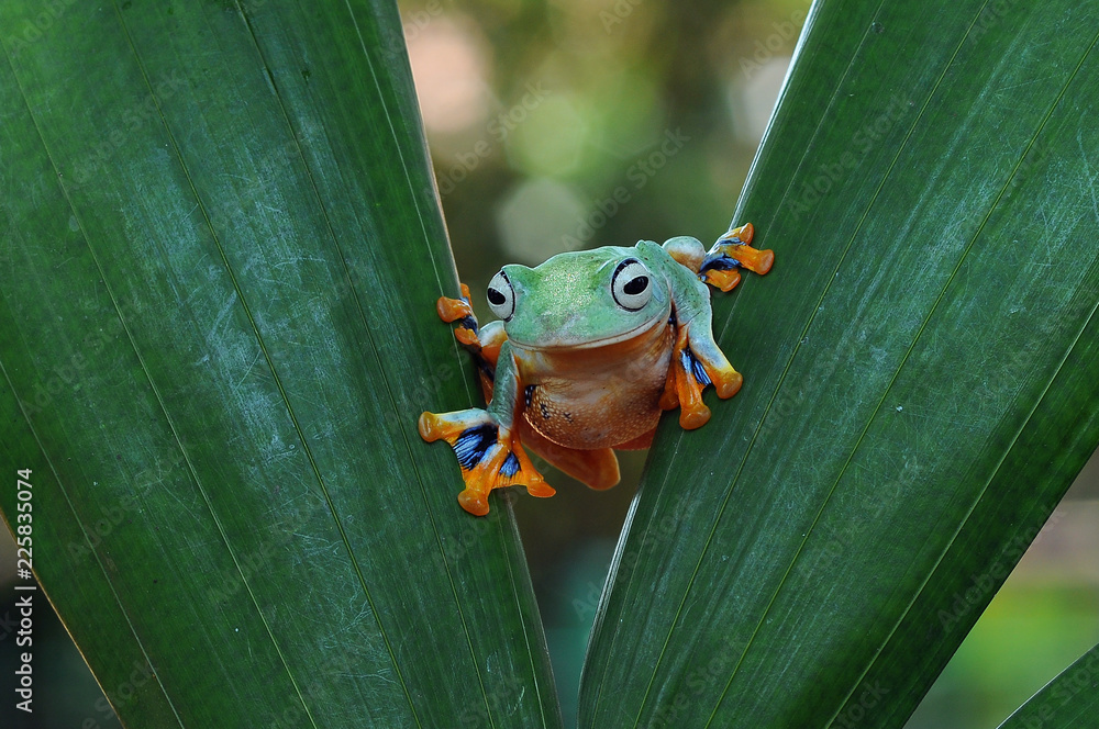 flying frog, frogs, tree frog, Stock Photo | Adobe Stock