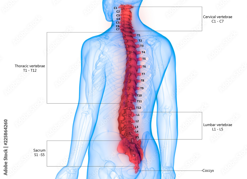 Human Skeletal System Vertebral Column Anatomy Stock Illustration ...