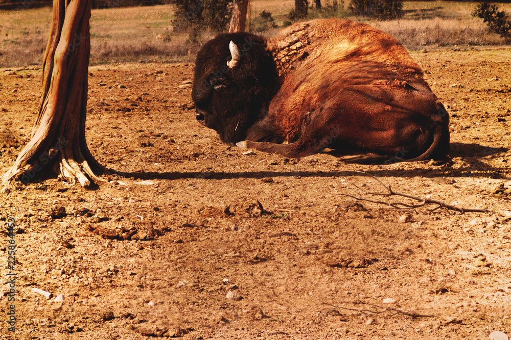 BISON Bison also known as the American buffalo. Bison sitting down ...