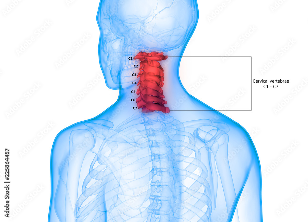 Human Skeletal System Vertebral Column Cervical Vertebrae Anatomy Stock ...