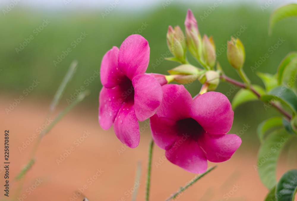 Purple allamnda, Violet allamanda (Allamanda blanchetii) are blooming ...