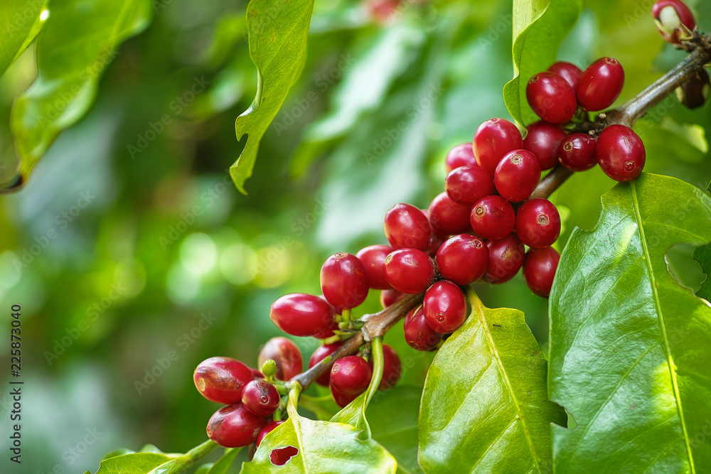 Red Cherry coffee beans on the branch of coffee plant before harvesting ...