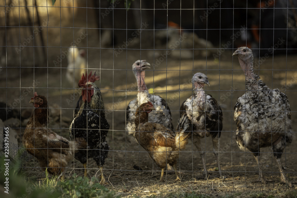 Turkey,cock and hens in a traditional poultry farm. Stock Photo | Adobe ...