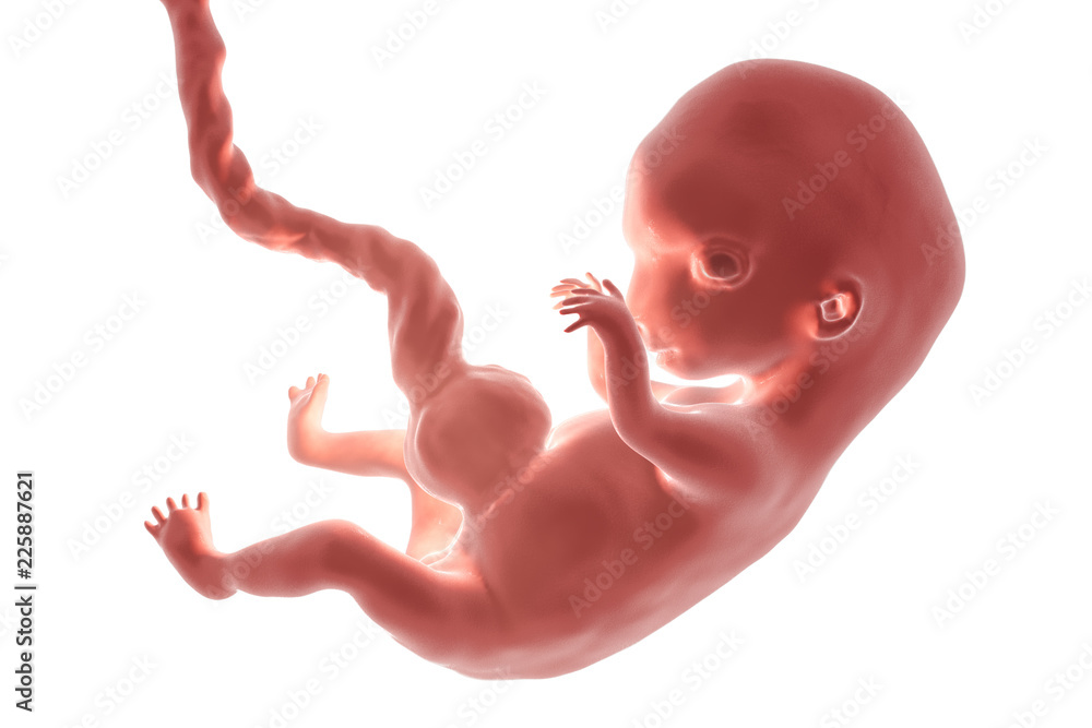8-weeks human embryo isolated on white background with clipping path ...