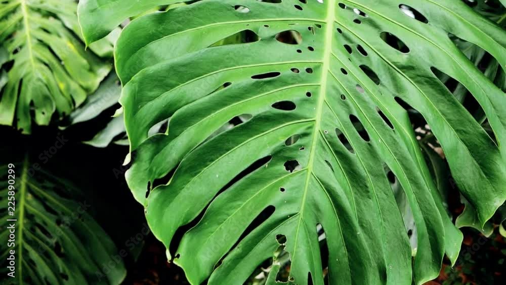 Tropical leaves exotic plant nature background, close-up shot of split ...