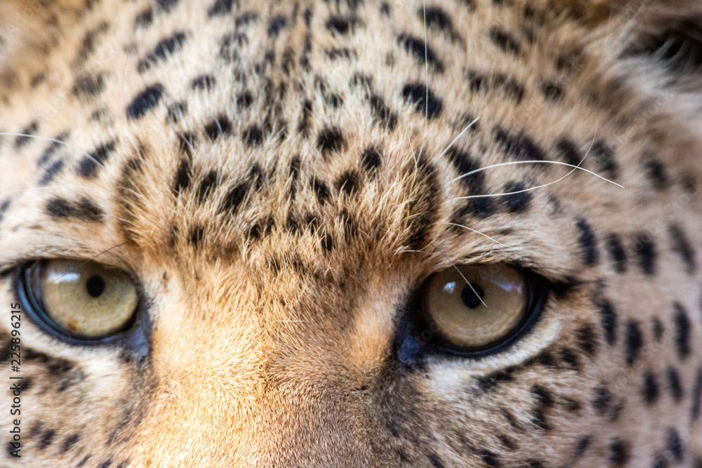 Leopard Eyes