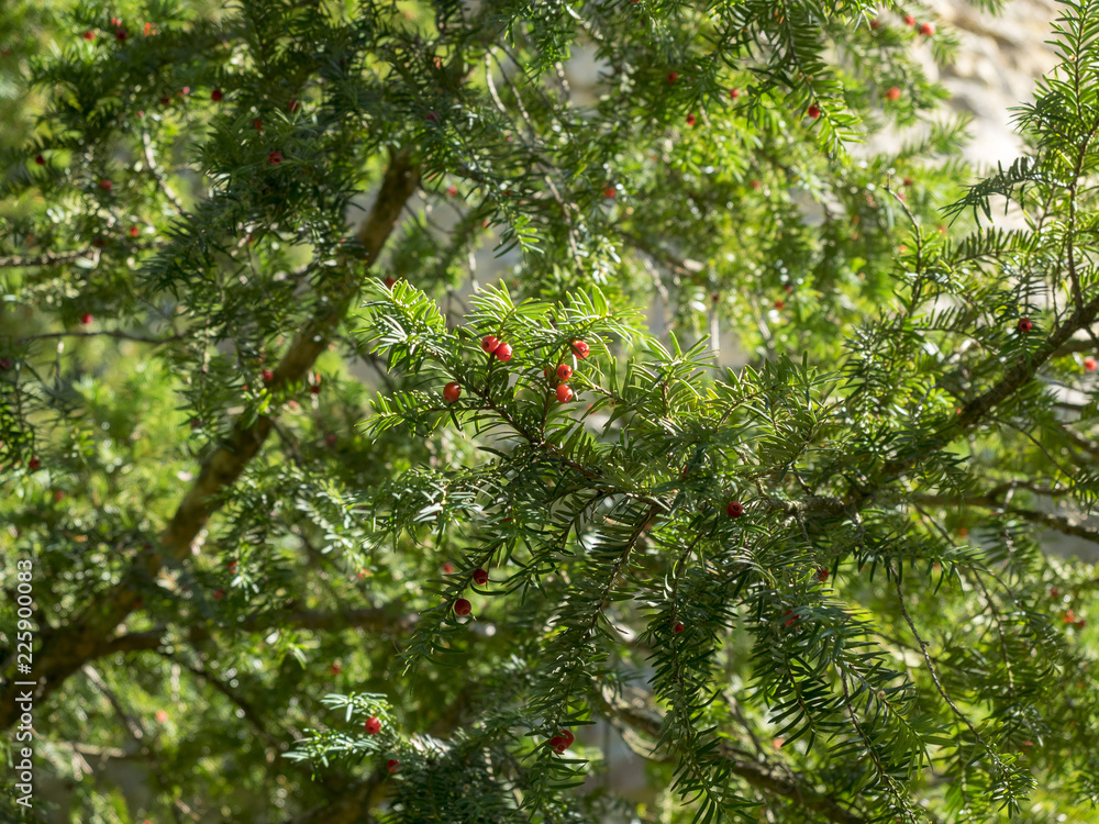 If commun (Taxus baccata) ou if à baies. Un conifère devenu rare au ...