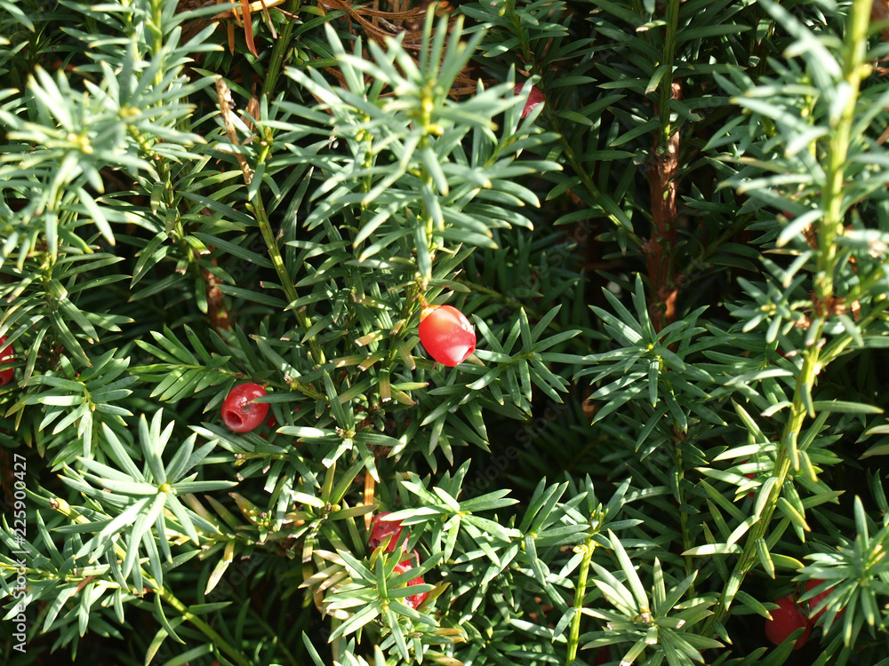 If commun (Taxus baccata) ou if à baies. Un conifère devenu rare au ...