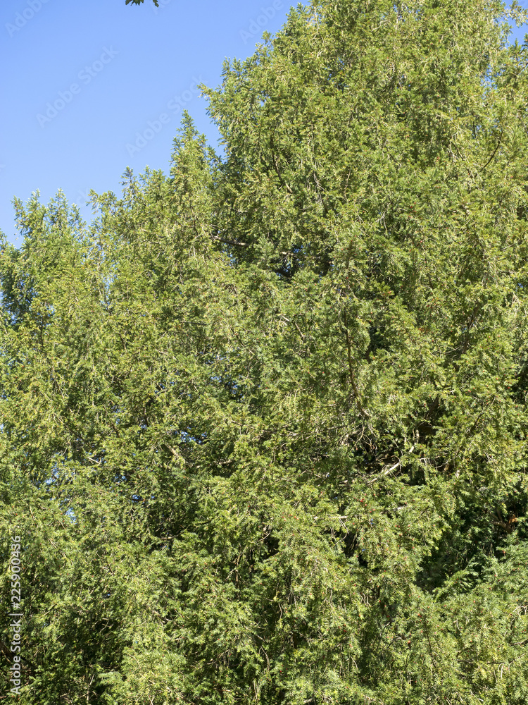 Foto Stock If commun (Taxus baccata) ou if à baies. Un conifère devenu ...