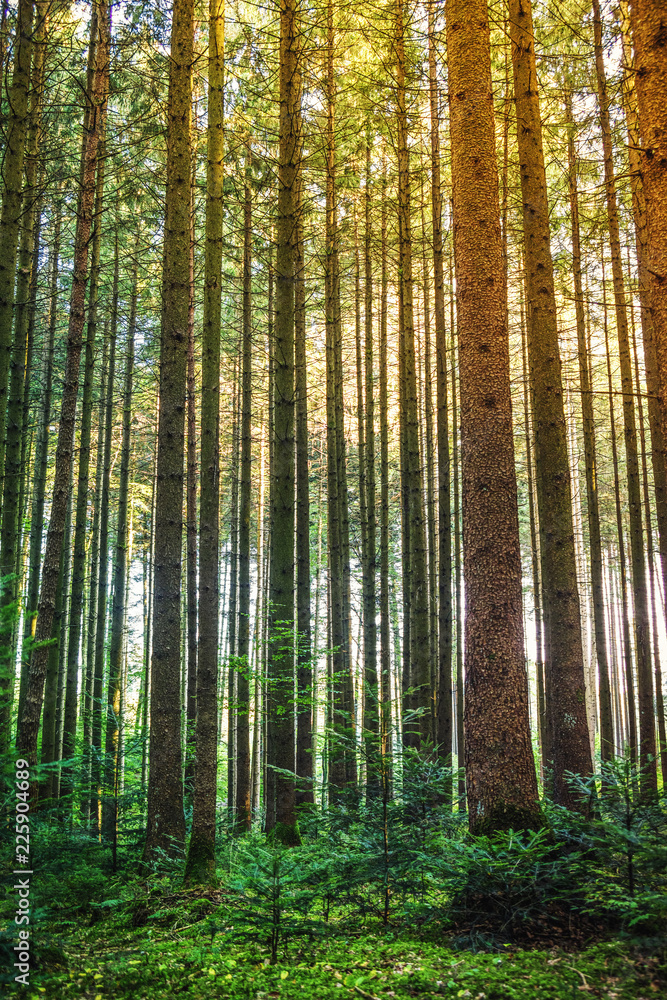 Deep forest with soft sun rays. Vertical image of green forest with ...