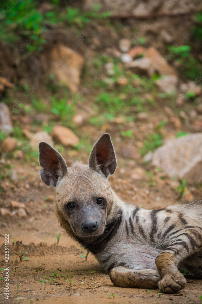 Grey Hyena