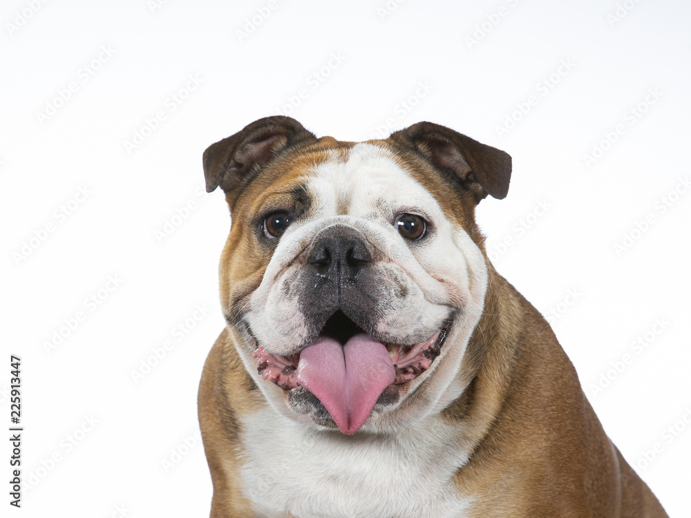 Bulldog portrait. Image taken in a studio with white background. Stock ...