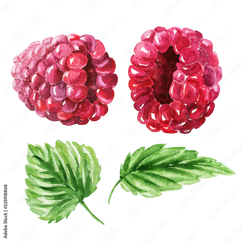 Hand drawn watercolor raspberry set with green leaves, delicious food ...
