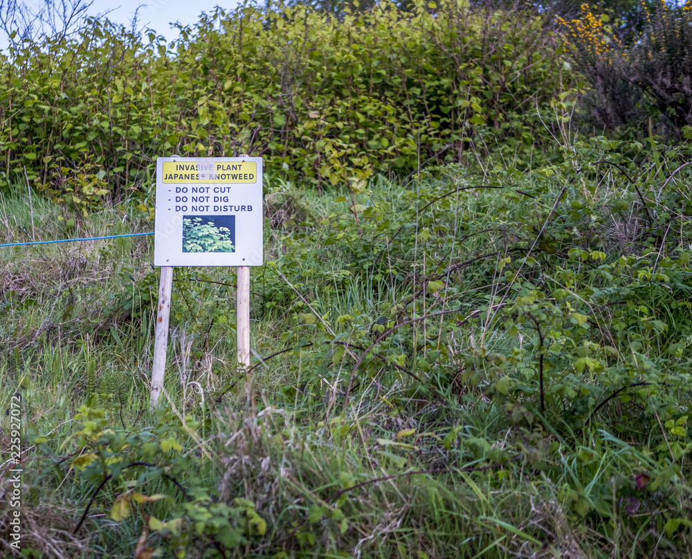 Sign warning of Japanese Knotweed Stock Photo | Adobe Stock