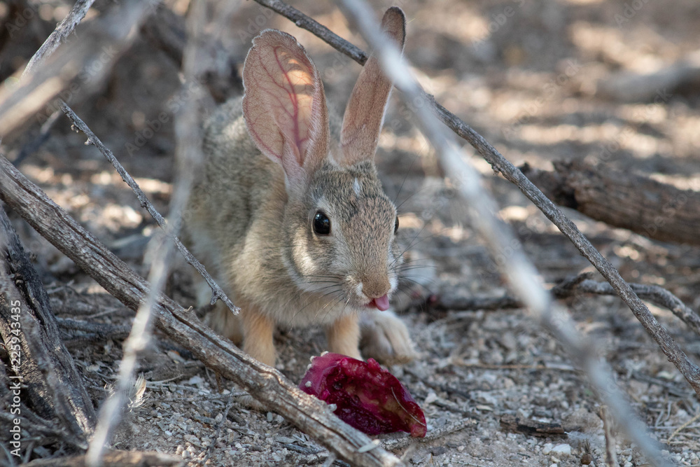 Baby Desert Cottontail