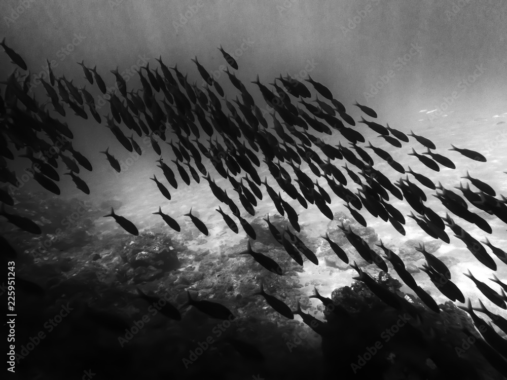School Of Fish Black And White