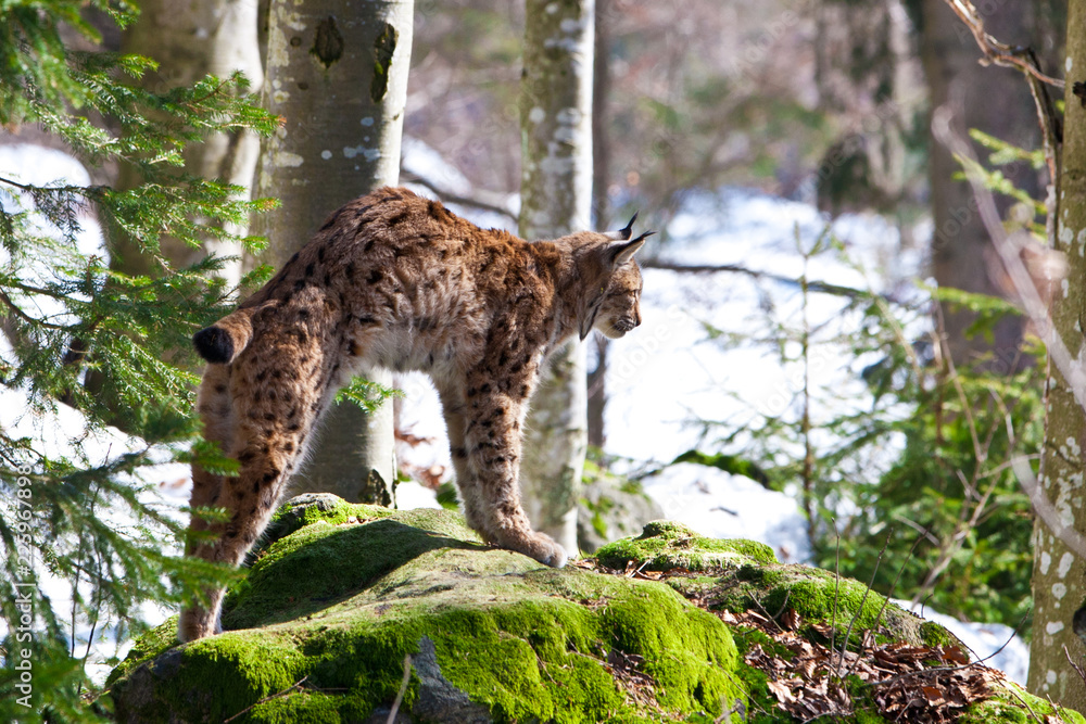 Eurasian Lynx (Lynx Lynx) in the Bavarian Forest National Park ...