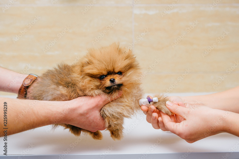 Red sick pomeranian puppy hold by doctor hands in veterinary clinic ...