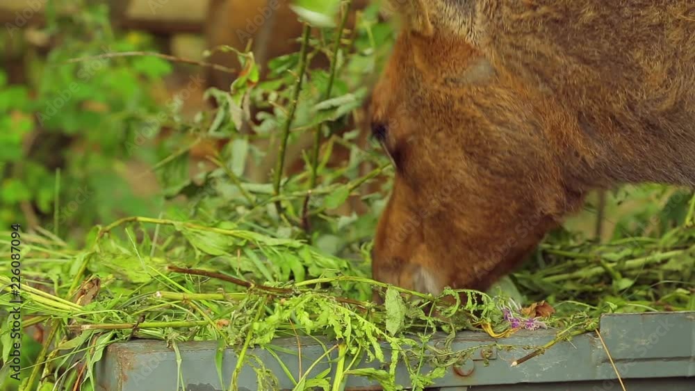 Elk chews green twigs. In the background, behind the trees are moose ...