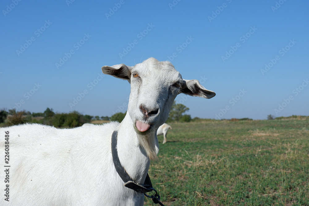 The goat is fooling around, grimacing. Animal emotions Stock Photo ...
