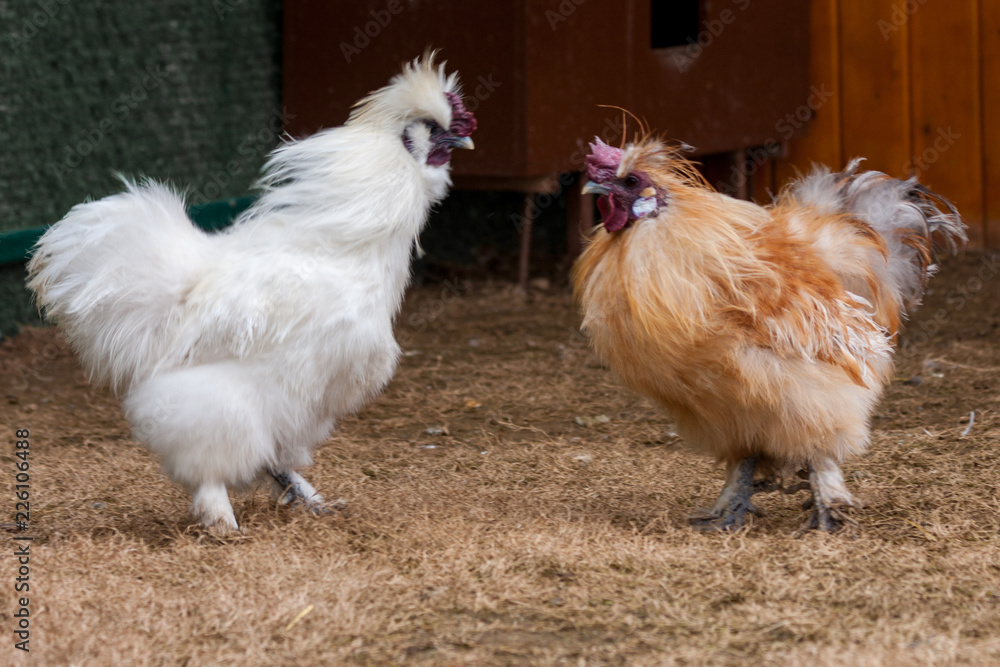 sultan rooster and chickens is a very beautiful species with its snow ...