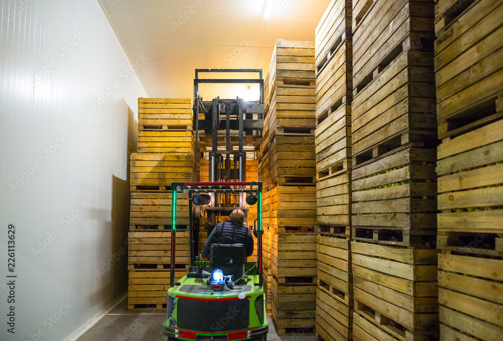 The employee on the electric forklift carry the container wiht ripe ...