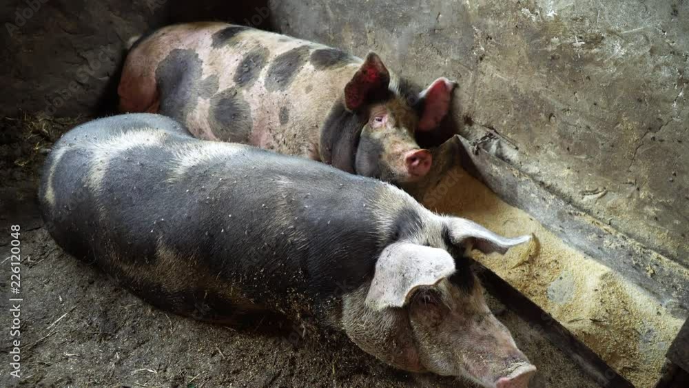 Two big pigs lying in the pigsty on the floor, the pigs are sleeping ...