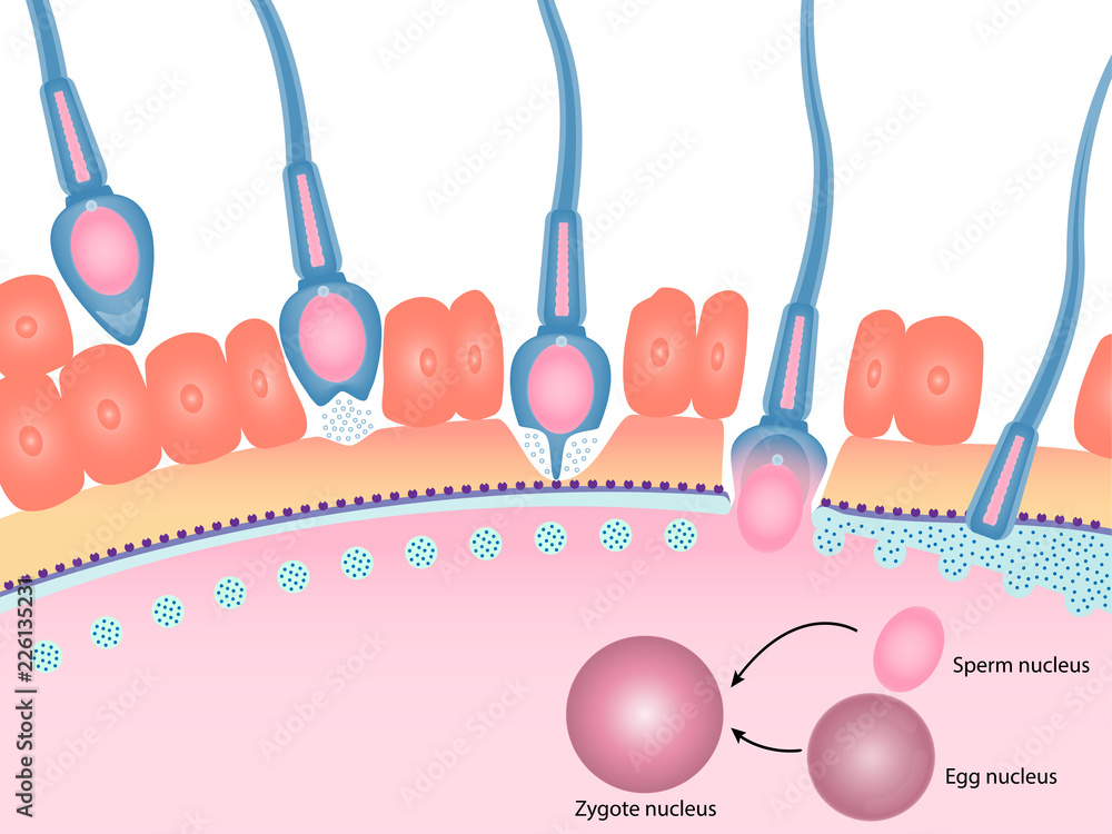 Labeled Human Egg Cell