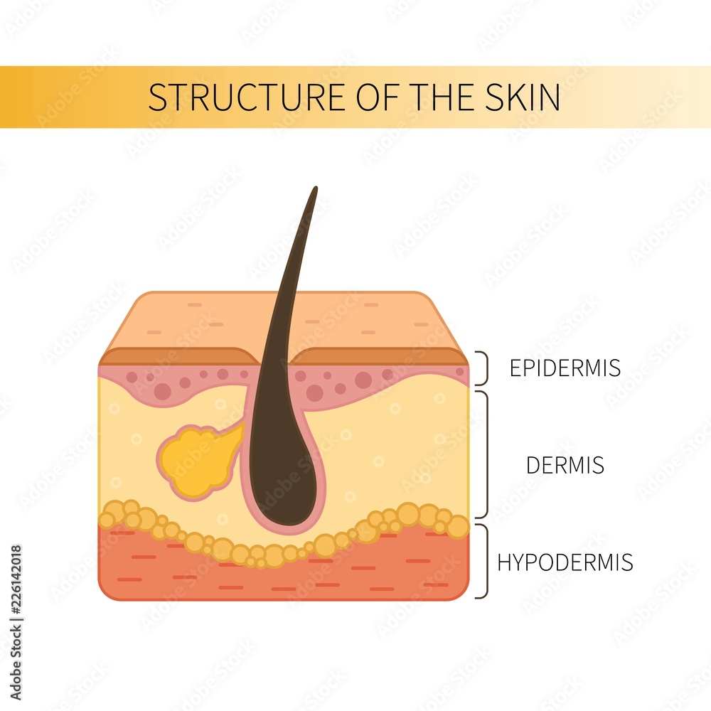 Structure of the human skin. Epidermis, dermis and hypodermis. Stock ...