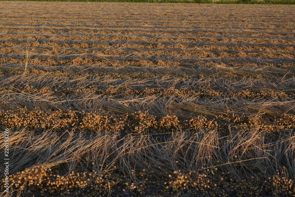 Both front view and top view of lines of cut flax, with their matured ...