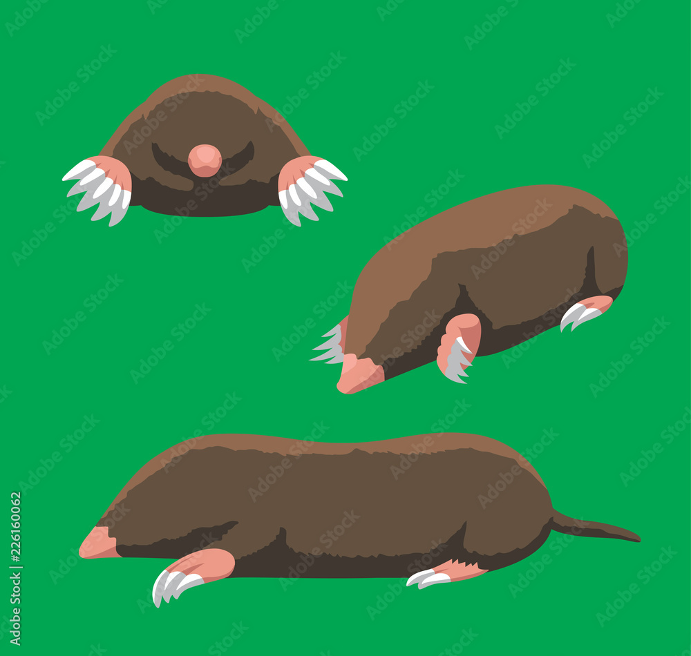Mole Animal Clipart Background