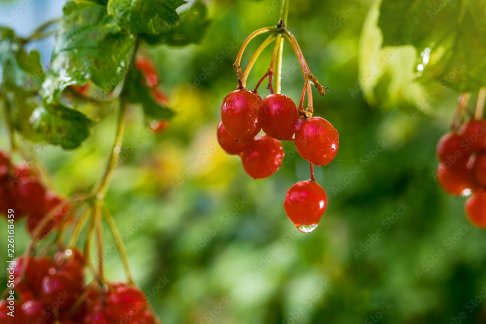 Branches of viburnum (Ukrainian Kalina) berries with its leaves on the ...