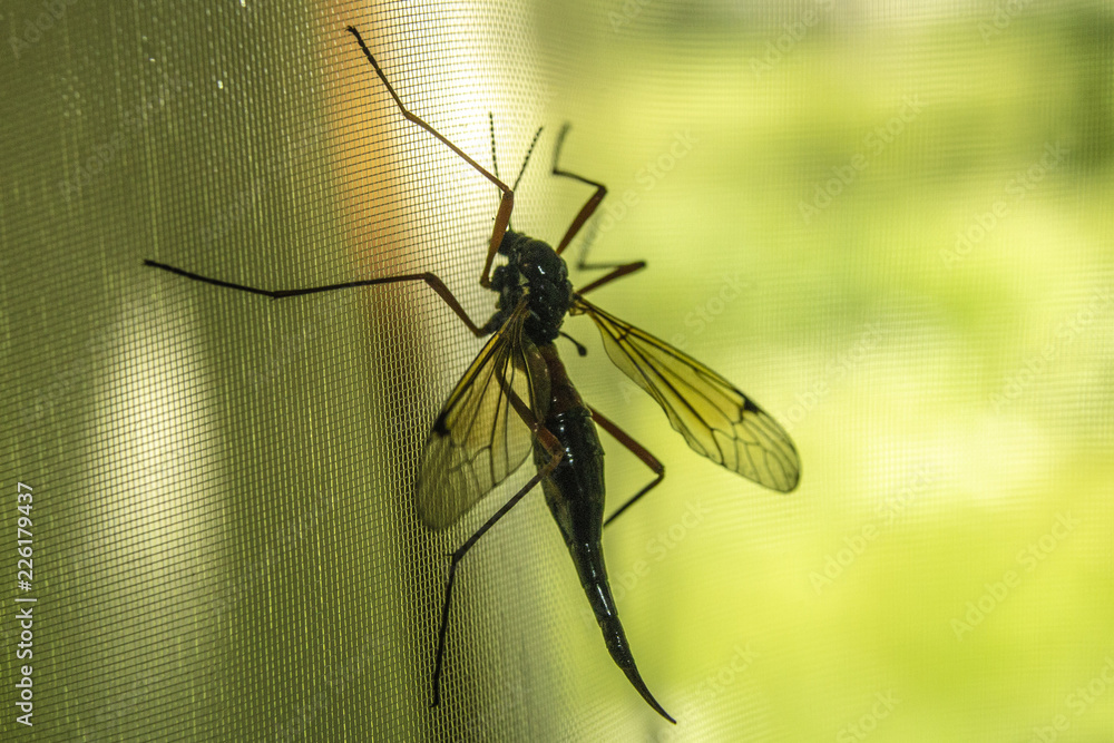 insect Stock Photo | Adobe Stock