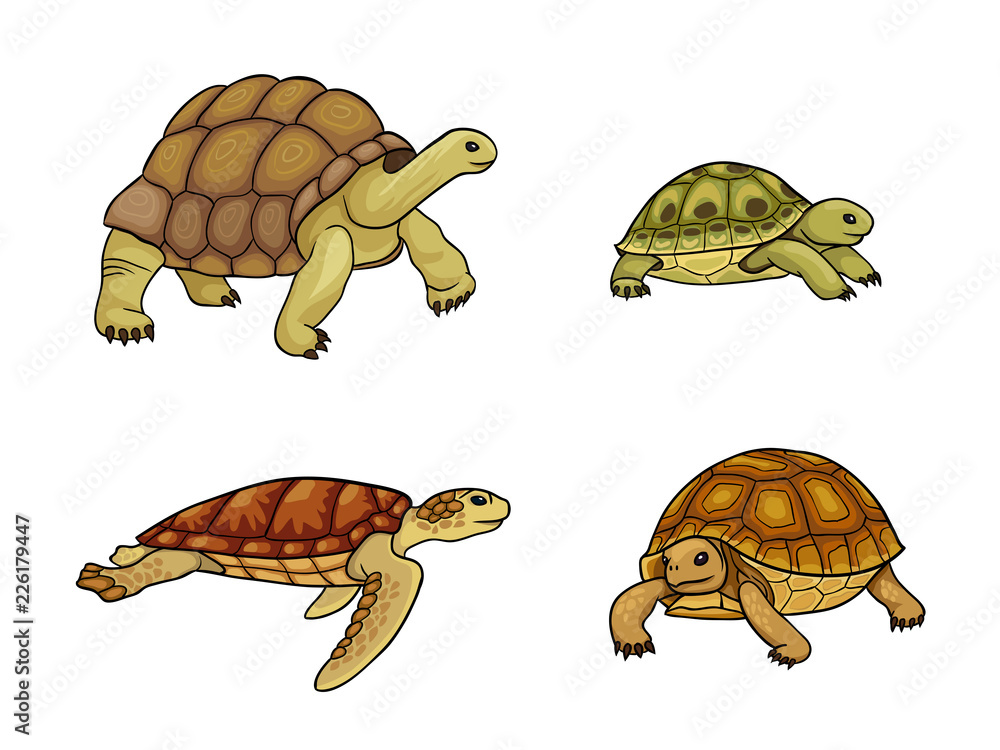 Tortoise and turtle - vector illustration Stock Vector | Adobe Stock