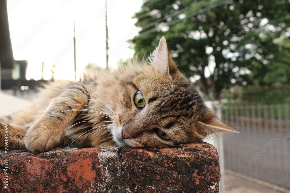 Gato Rambo Stock Photo | Adobe Stock