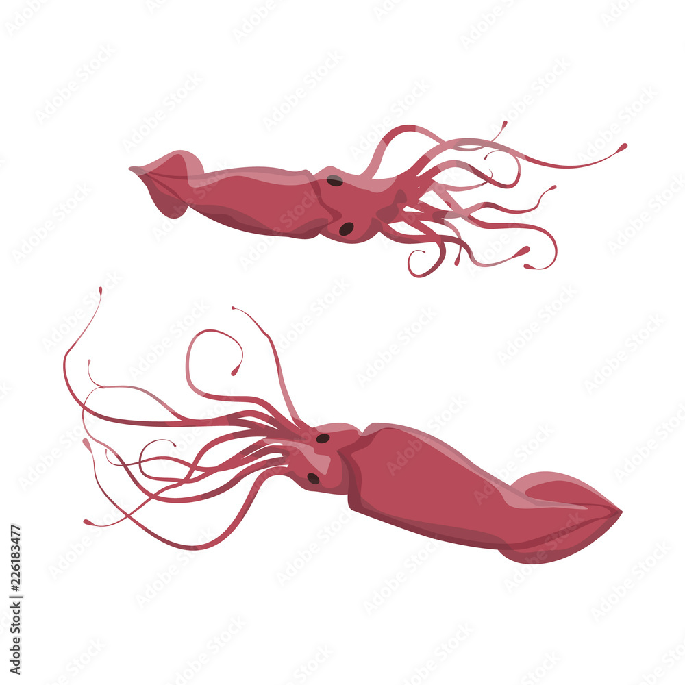 Giant Red Squid