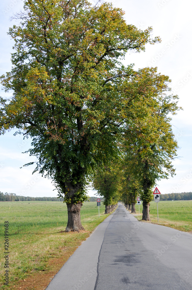 Landstraße Allee Straße mit Bäumen baum eng Gefahrenstelle Stock-Foto ...
