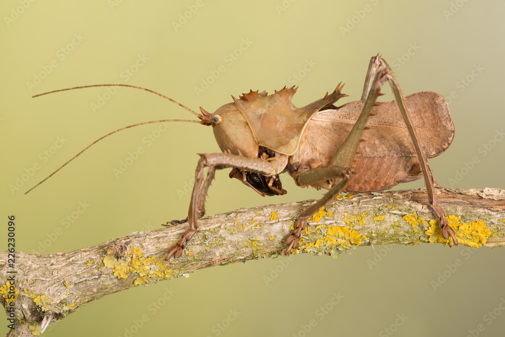 Dragon Headed Katydid (Eumegalodon blanchardi)/Dragon Headed Katydid on ...