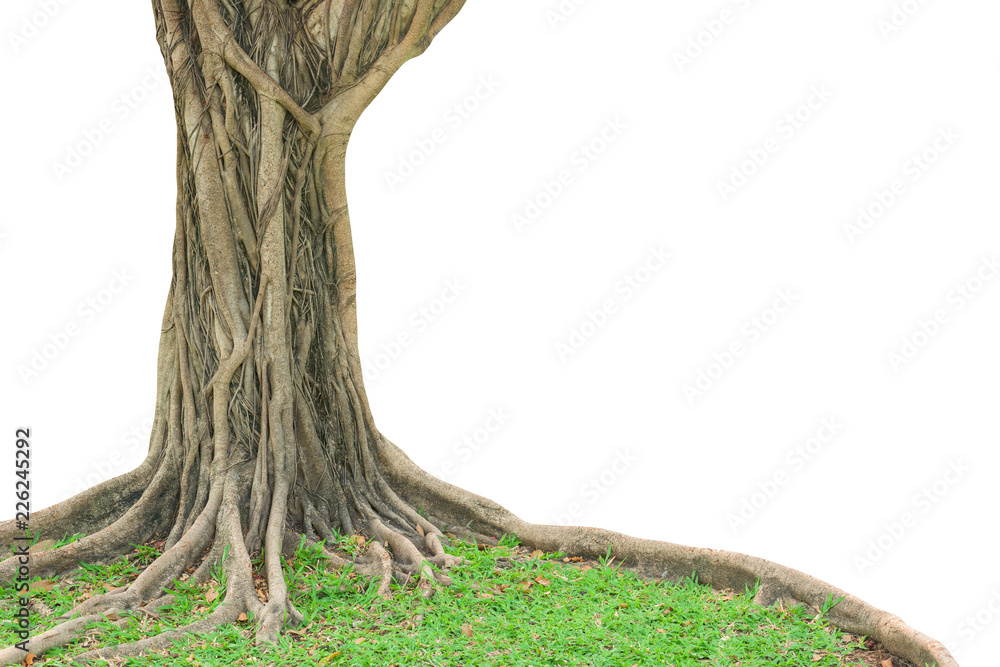Roots of a tree and trunk isolated on white background. This has ...