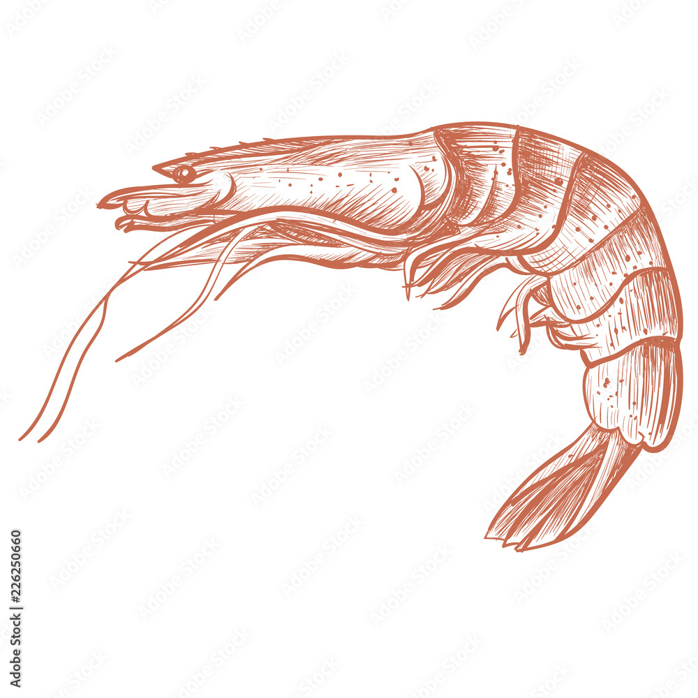 Shrimp hand drawing vector illustration. Stock Vector | Adobe Stock