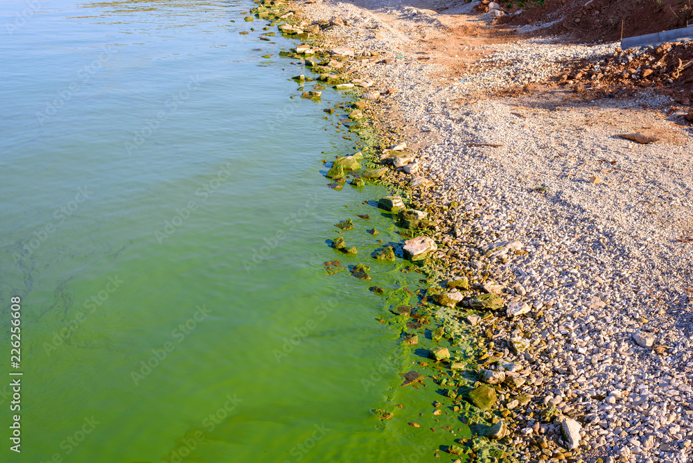 River Bank polluted with blue-green algae, ecology, environment, danger ...