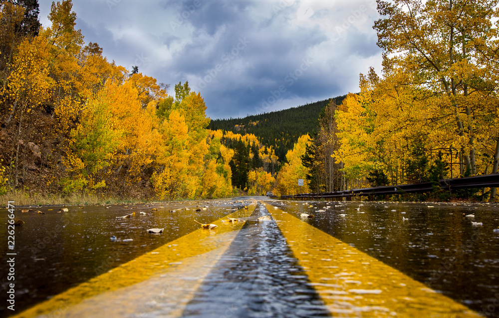 Aspen changing colors in colorado Stock Photo | Adobe Stock