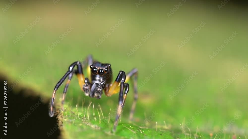Jumping spider (family Salticidae) on a leaf in the rainforest ...