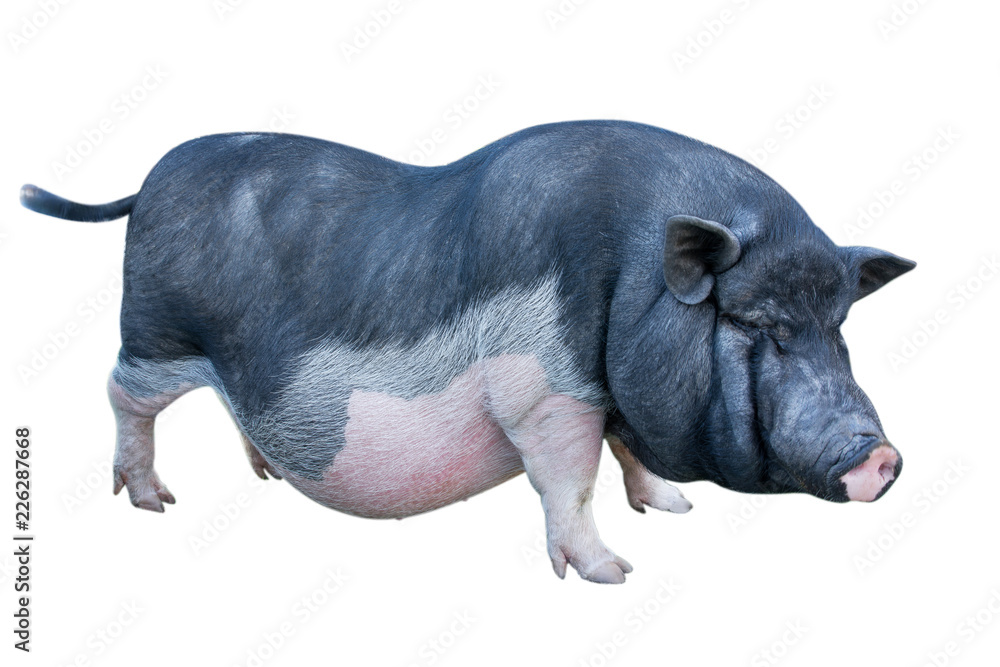Fat pig isolated on white background.Fat Vietnamese pig isolated Stock ...