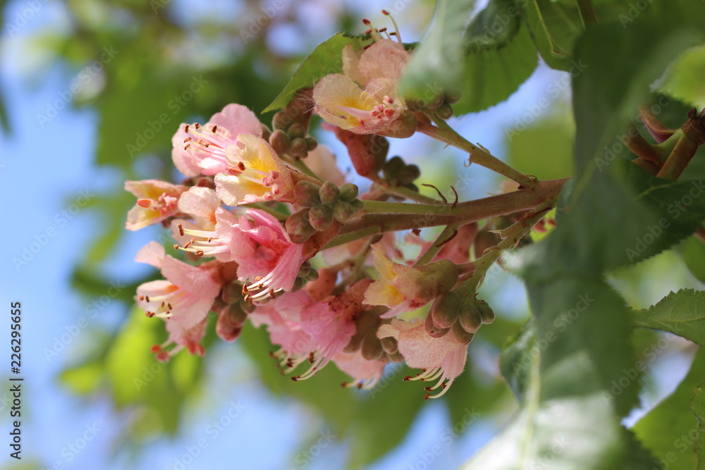 Aesculus carnea - Red Chestnut - Marronnier rouge Stock Photo | Adobe Stock