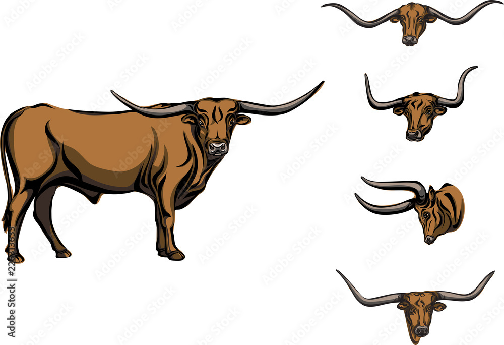 buffalo, bull, head, horns, vector, picture, longhorn, color Stock ...