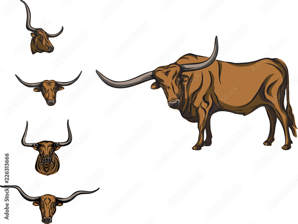 buffalo, bull, head, horns, vector, picture, longhorn, color Stock ...