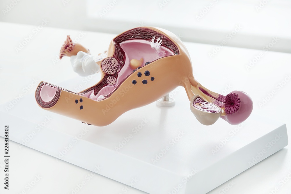 Model of the female reproductive system Stock Photo | Adobe Stock