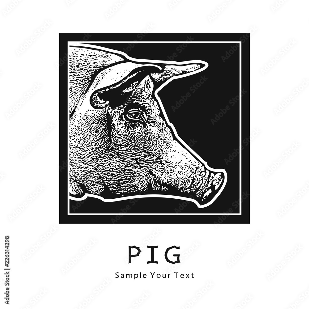 Pig - vector graphic illustration. White drawing of animal in engraving ...